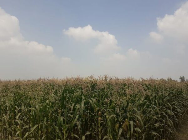 Seed Production / Multiplication - Punjab Seed Corporation